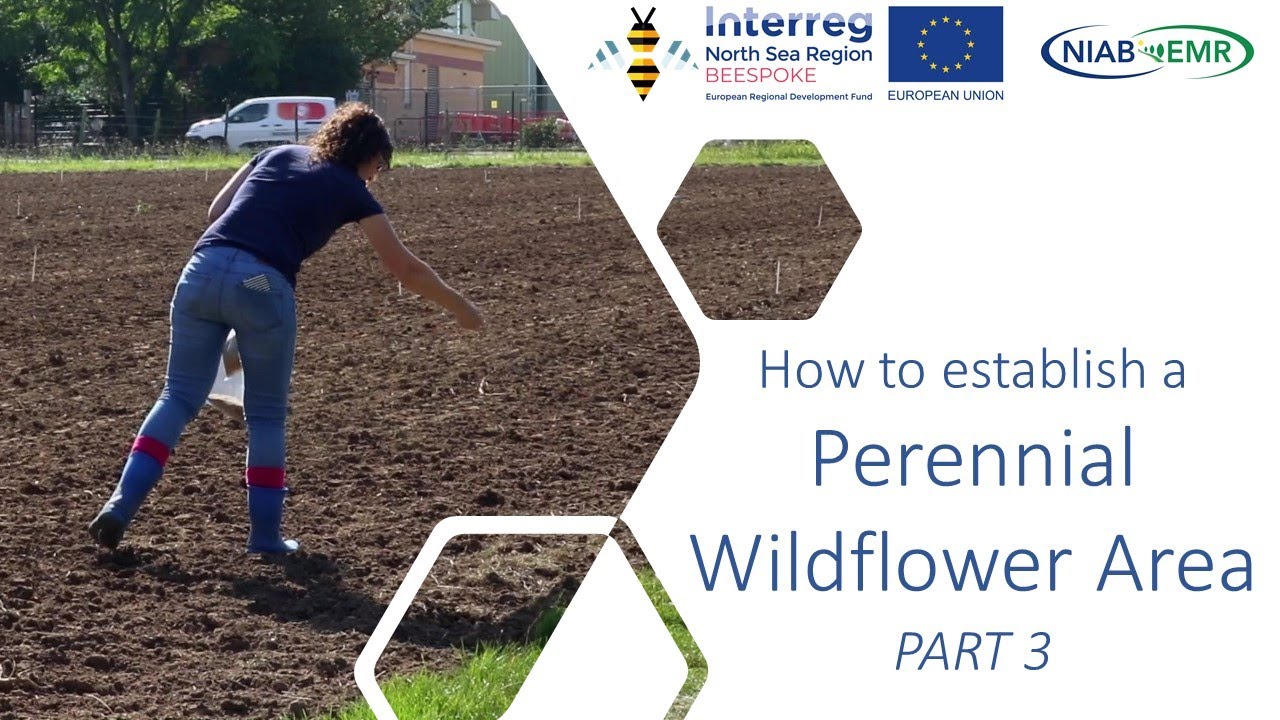 How to Establish a Perennial Wildflower Area - Part 3 - YouTube