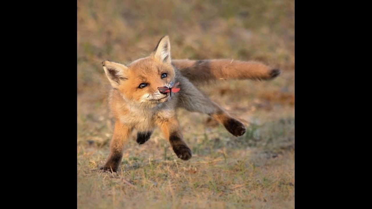 Manifest a pet fox with powers subliminal v2 - YouTube