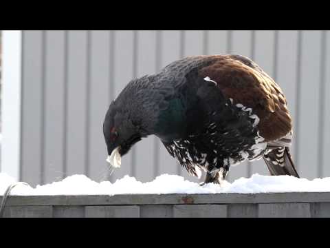 Tjäder/Capercaillie in our garden