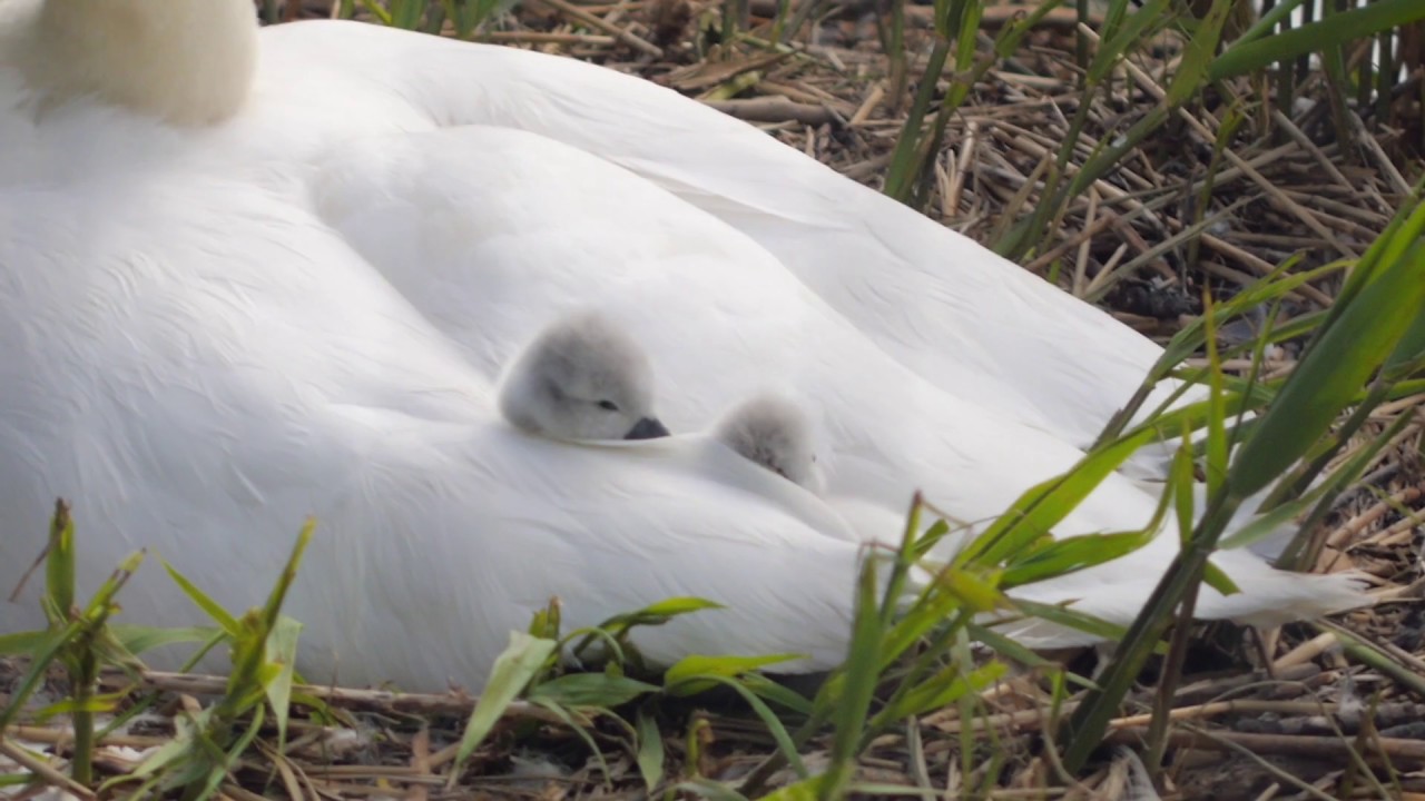 Swan (cygnus olor) family with cygnets - YouTube
