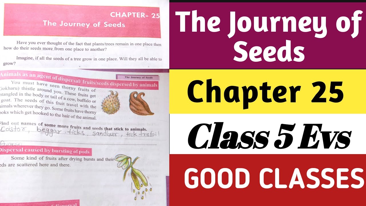 The journey of seeds || chapter 25 ||class 5 || Evs || #goodclasses ...