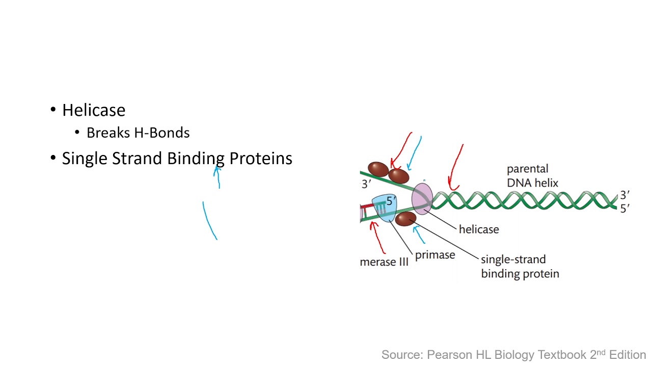 DNA Replication - Biology IB HL Topic 7 (Fauzaan's IB) - YouTube