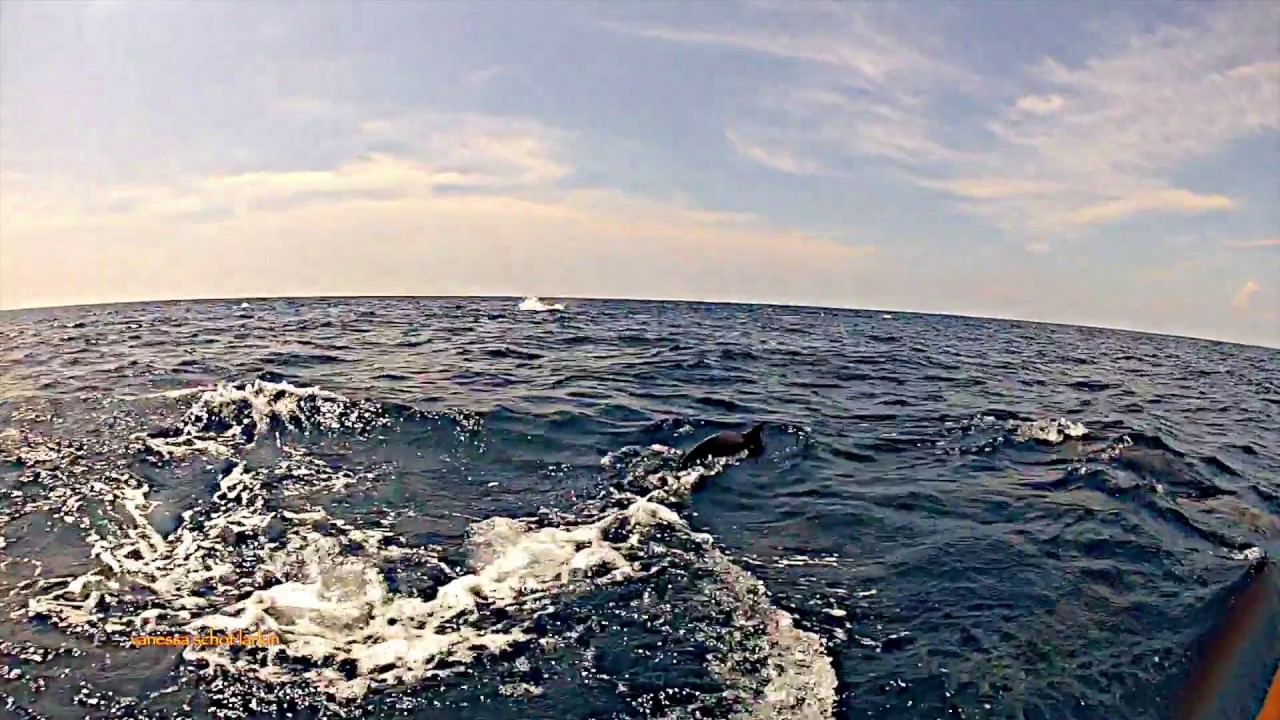 Dolphin Mega Pod Spin and Leap Costa Cetacea Media Vanessa Schot Larkin ...