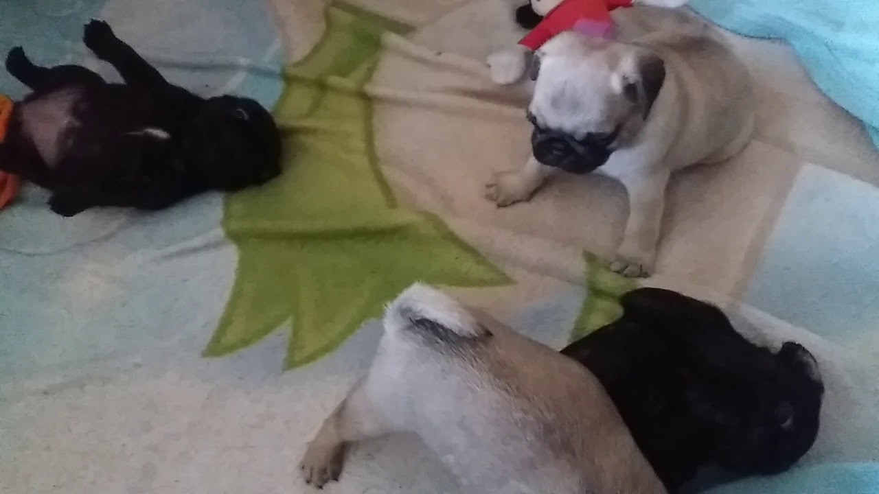 Pelea de pugs - YouTube