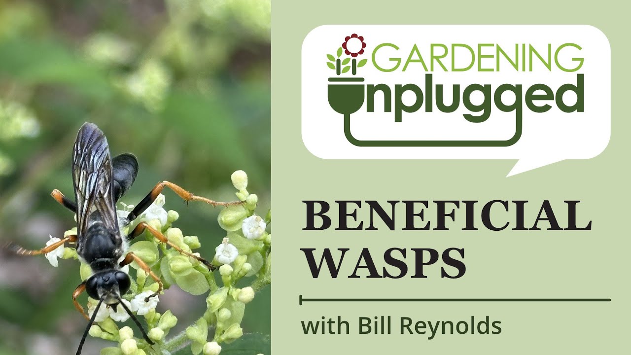 Gardening Unplugged - Beneficial wasps in your garden with Bill ...