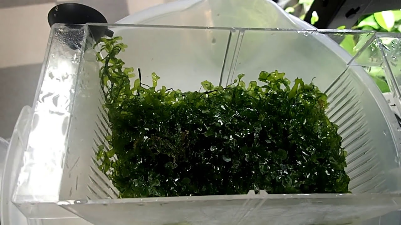 Subwassertang for Sale: Enhance Your Aquarium with This Unique Plant ...