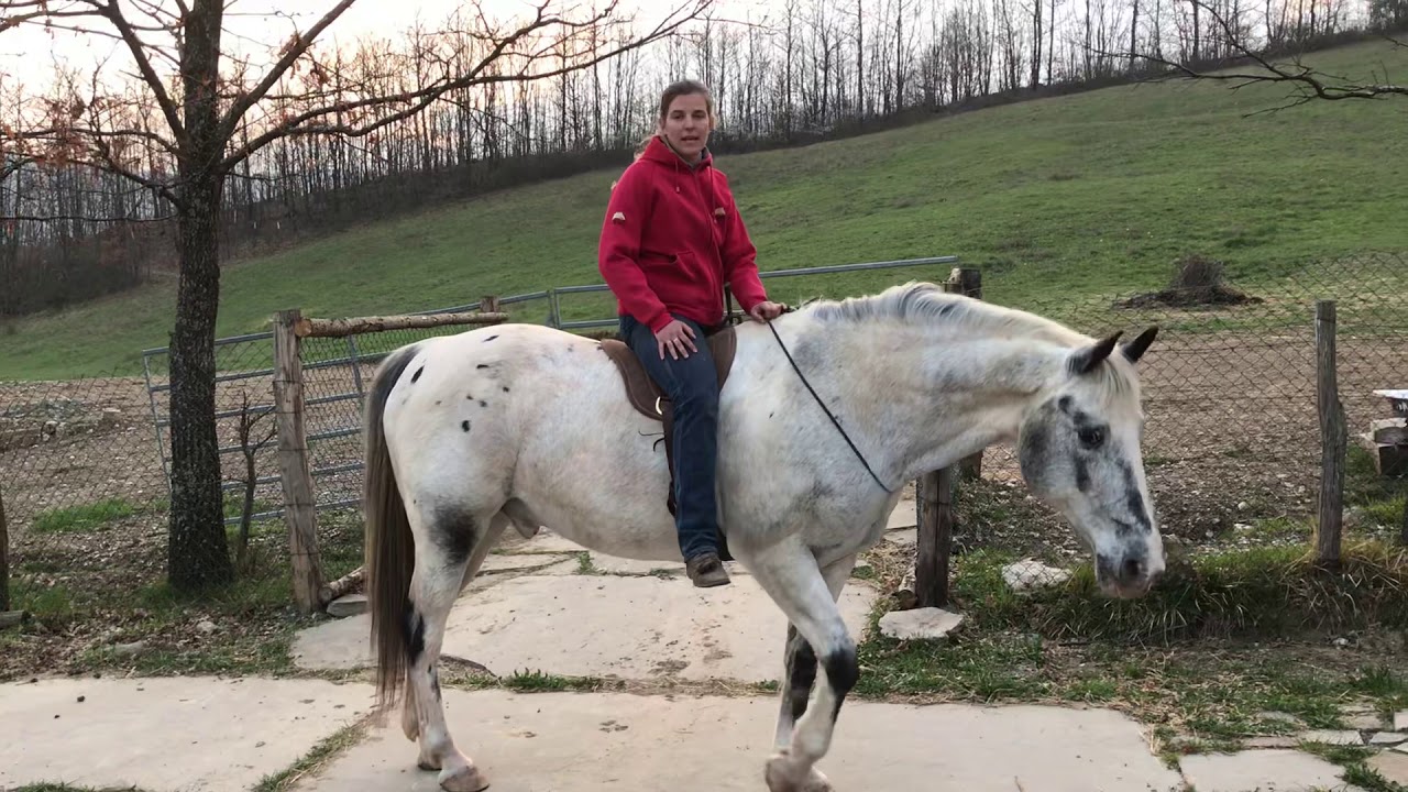 La posizione corretta sul bareback Pad - Parelli Professional - YouTube