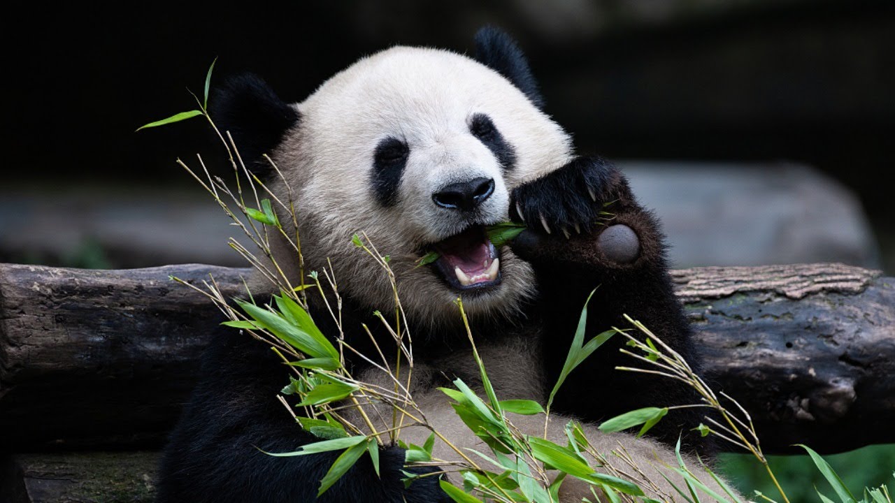 Live: Panda at the Smithsonian National Zoo is expected to give birth ...