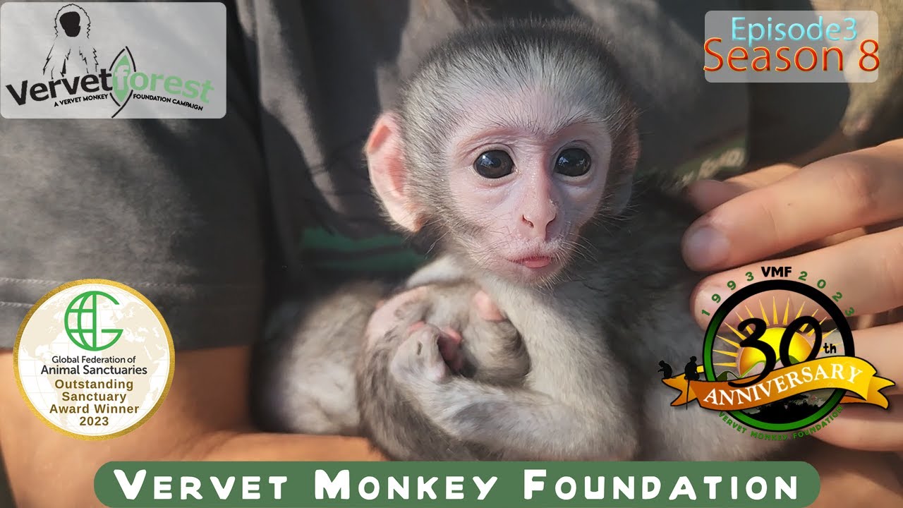 Three Baby monkeys move to Disneyland - YouTube