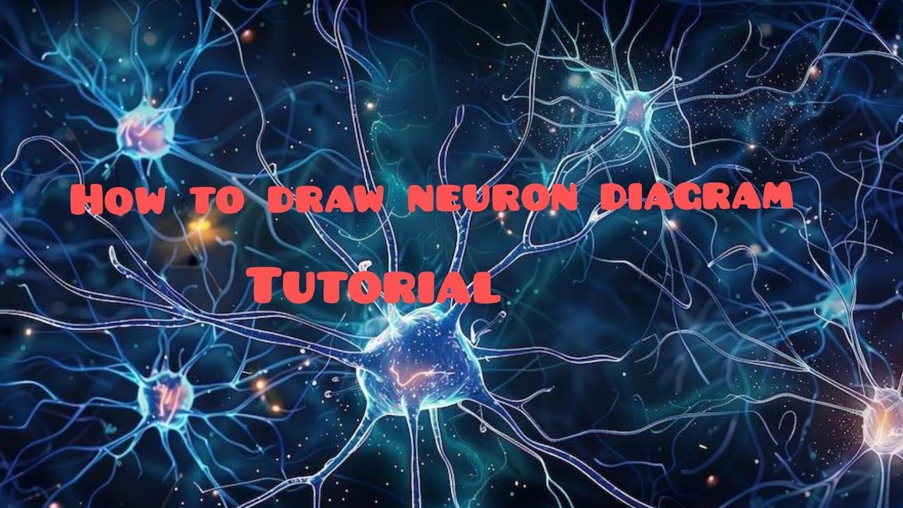 neuron diagram drawing tutorial ll biology ll structure of neuron ll drawing tutorial - YouTube
