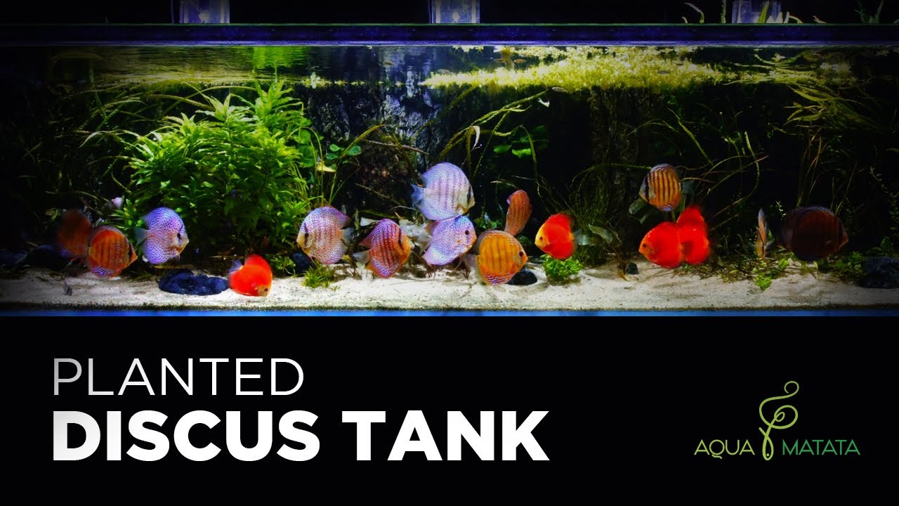 Discus & Corydoras in planted sand bottom tank l 샌드 수초항에서 펼쳐지는 디스커스 ...