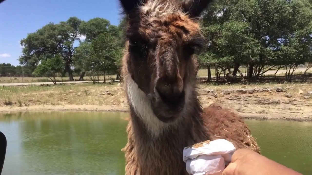 Feeding WILD ANIMALS GONE WRONG - YouTube