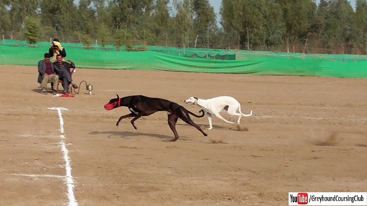 dog race 2025 | greyhound track race | drag racing - YouTube