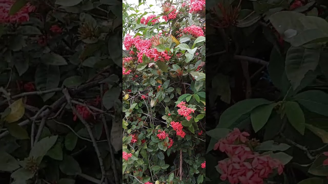Idly poo|Ixora coccinea plant|Idly flower|#Shorts - YouTube