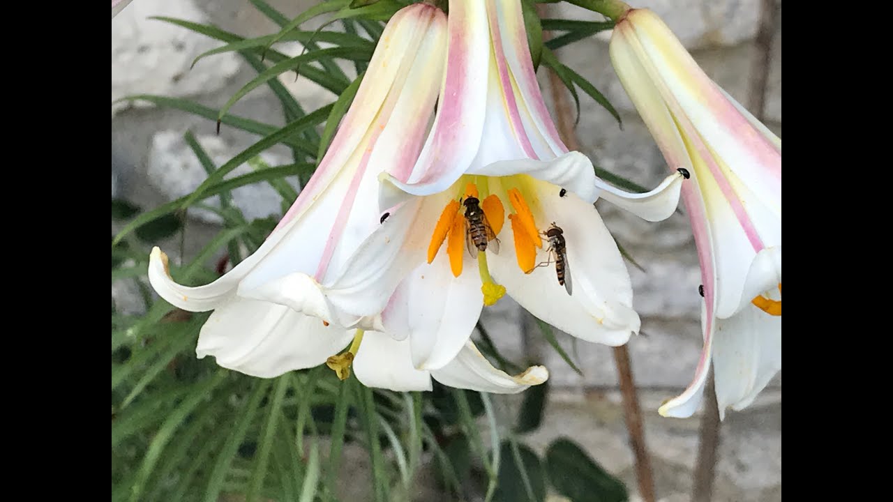 Lys Royal 'Lilium regale' Les syrphes attaquent - YouTube
