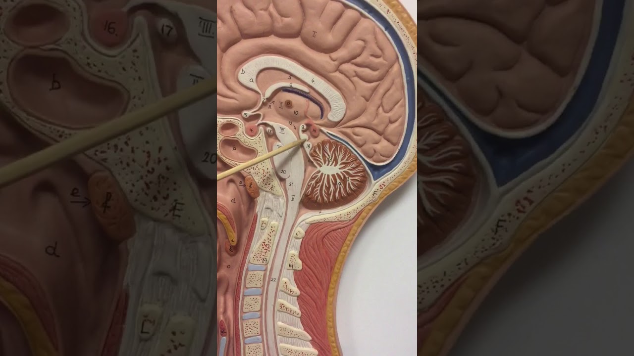 Flat Brain Model Description - YouTube