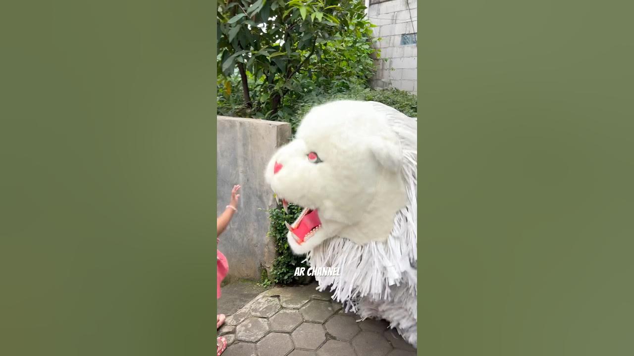 Bocil dikagetin sama can macanan - YouTube