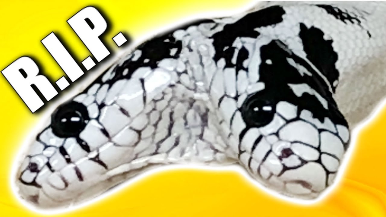 ANOTHER TWO HEADED SNAKE GONE.. RIP Cookies n Creme.. | BRIAN BARCZYK ...