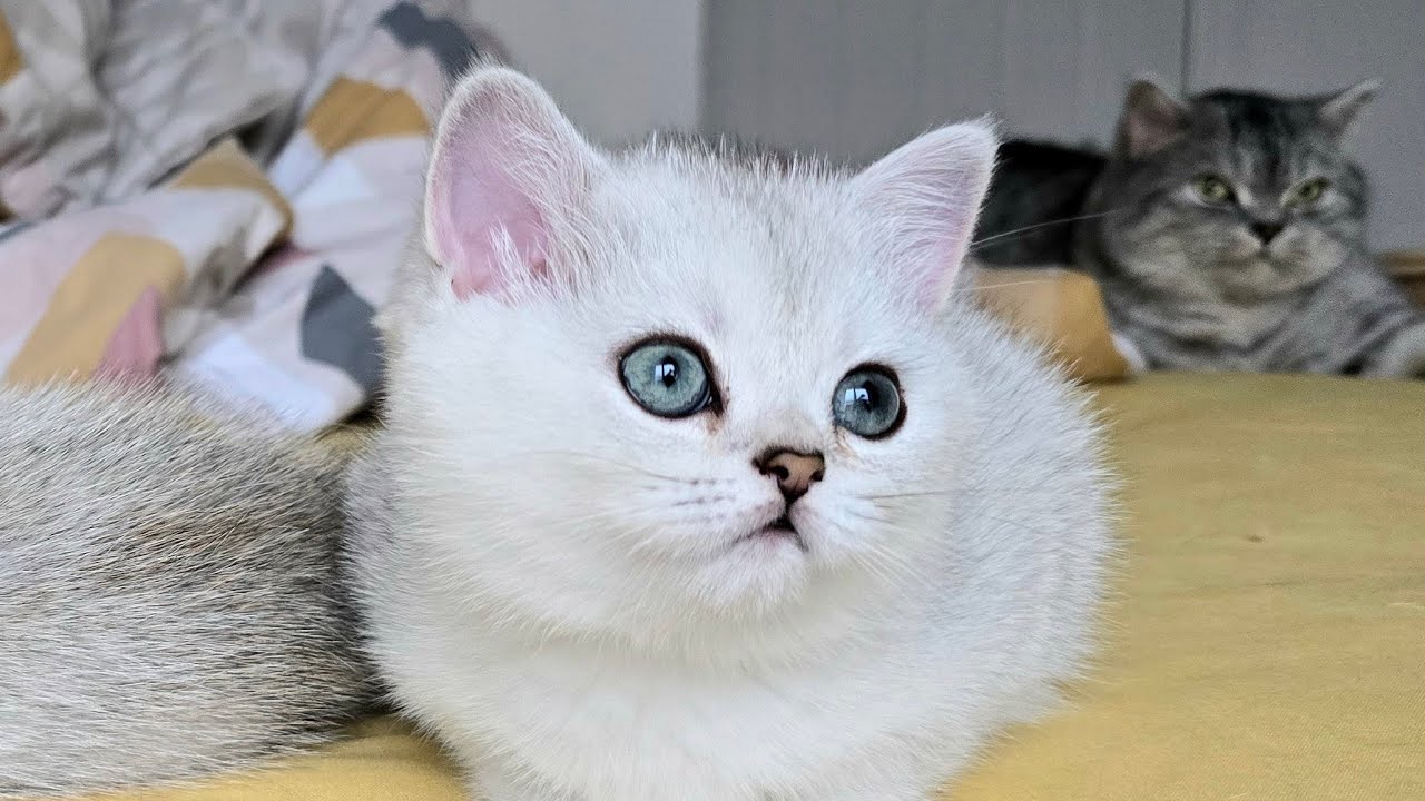 Adorable Kittens 7 weeks - YouTube