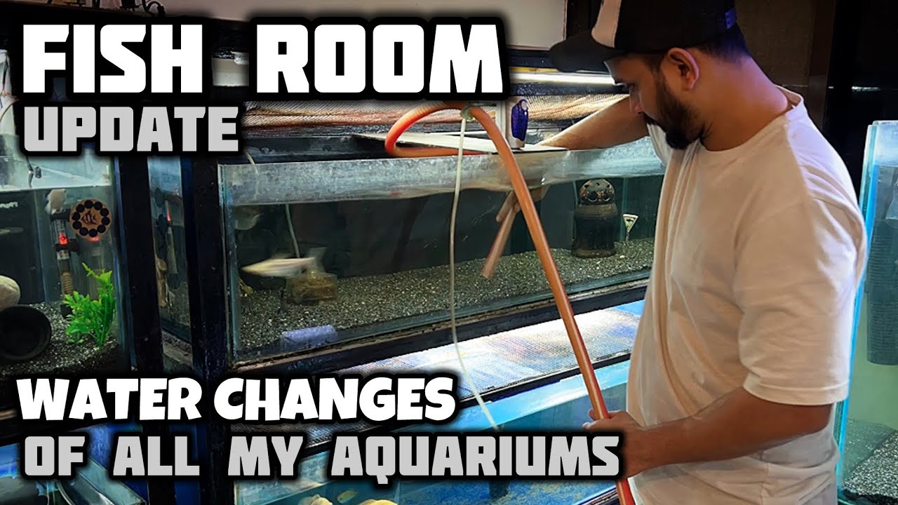 Water Changes on All My Fish Tanks | Shoutout To @Fish_Heaven_01 ...