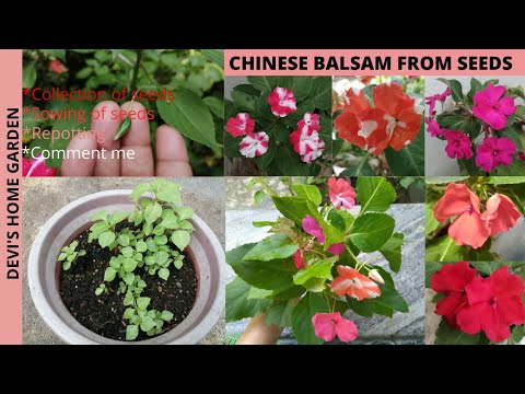 How to grow and care Chinese balsam from seeds | home garden # ...