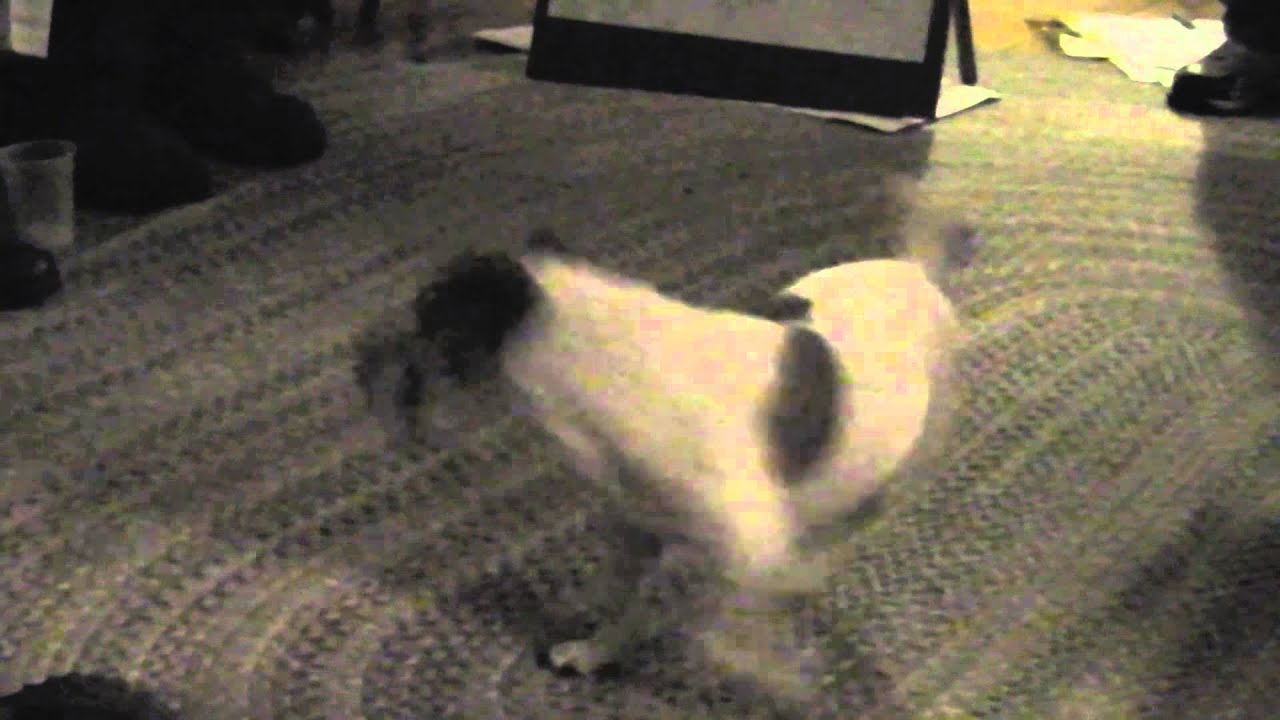 Chasing My Tail - YouTube