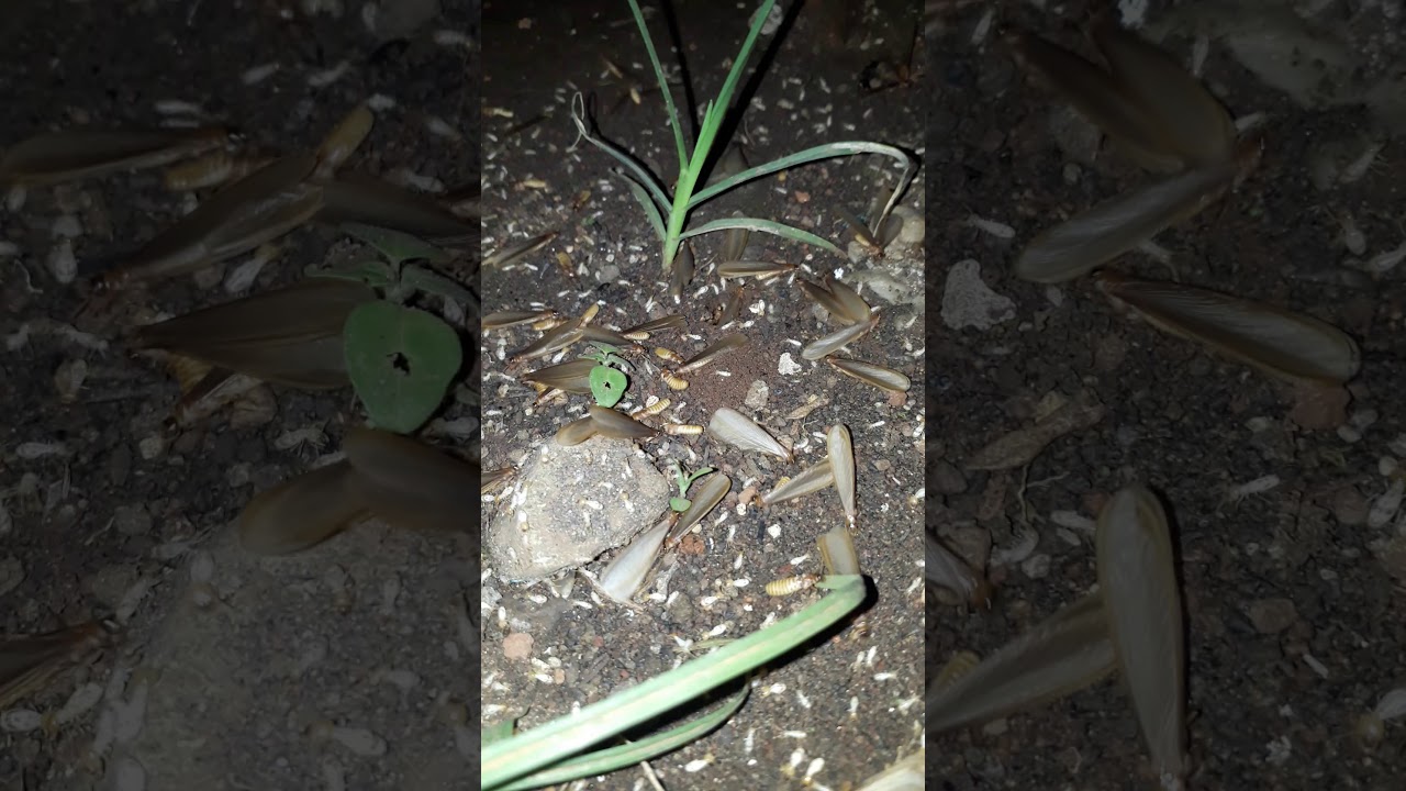 Sarang rayap dan laron - YouTube