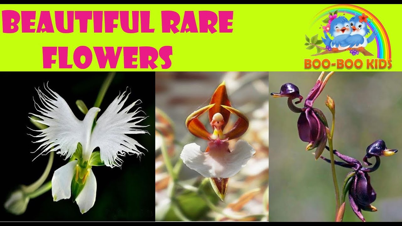 Beautiful Rare Flowers
