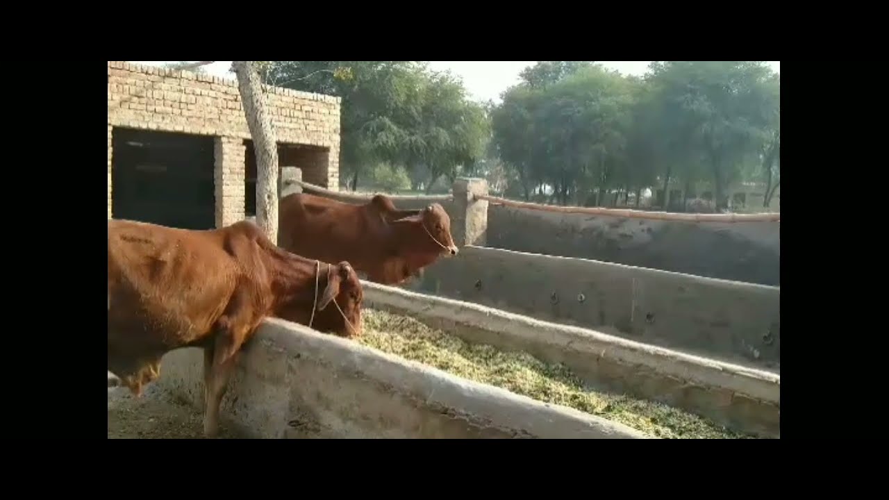 Mini Village Cattle Setup Very impressive and very well settled keep it ...