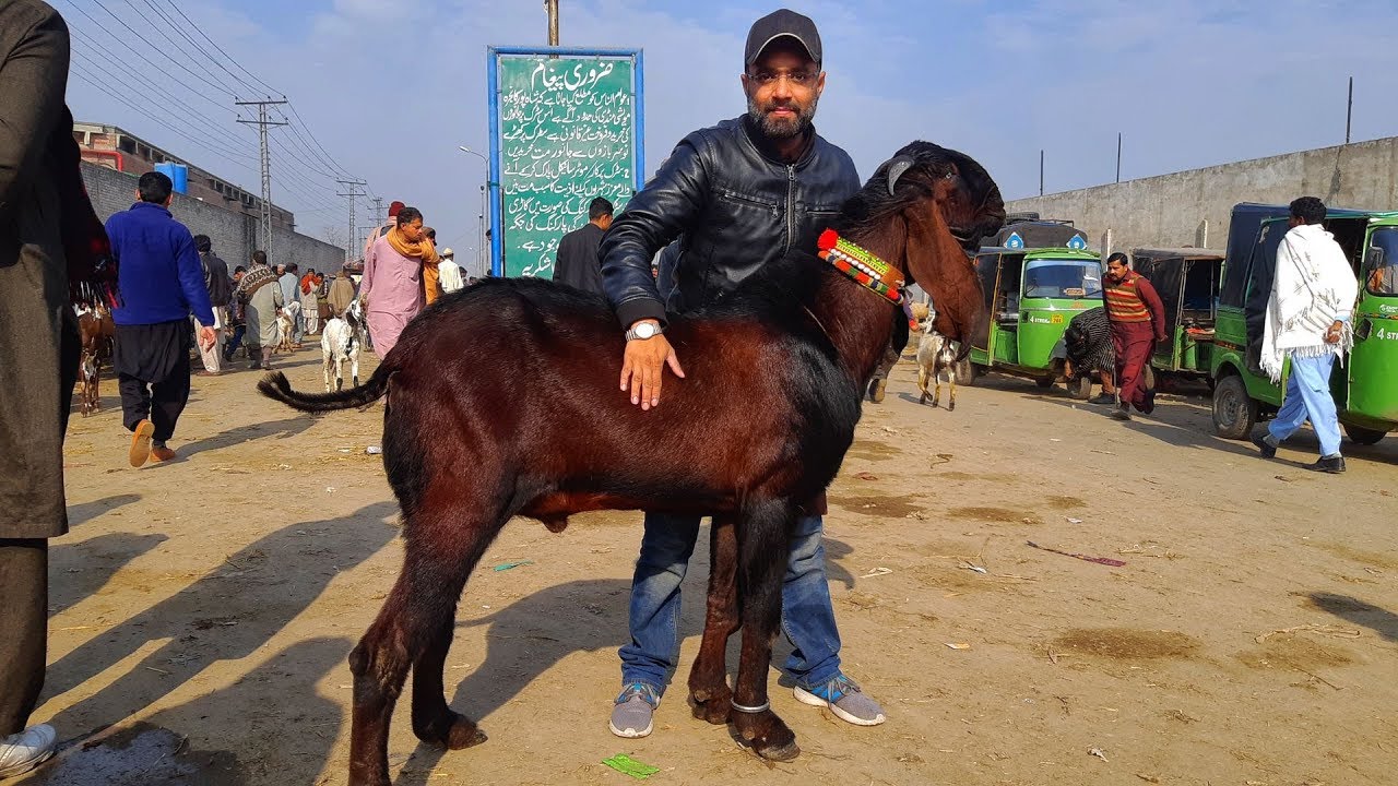 Bakra Mandi Latest Wednesday Update 2020 | Bakra Mandi Pakistan - YouTube