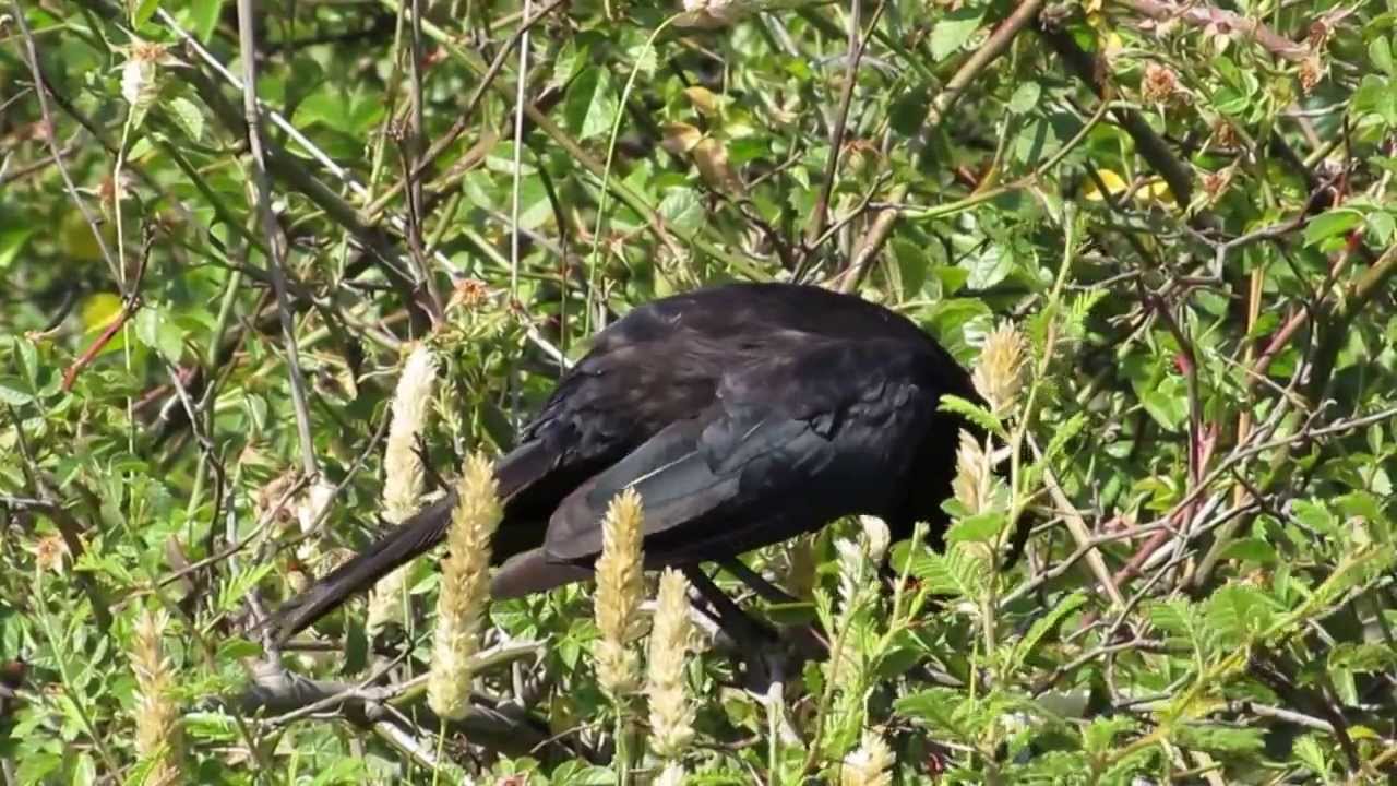 TORDO (Curaeus curaeus) - YouTube