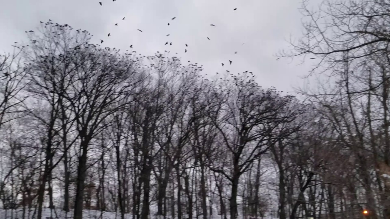 Murder of Crows near Pittsburgh - YouTube