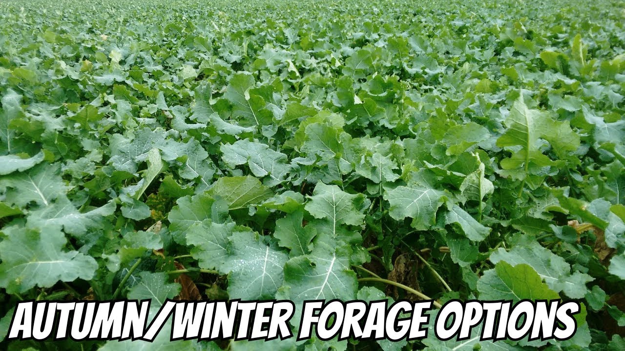 AUTUMN/WINTER FORAGE OPTIONS - YouTube