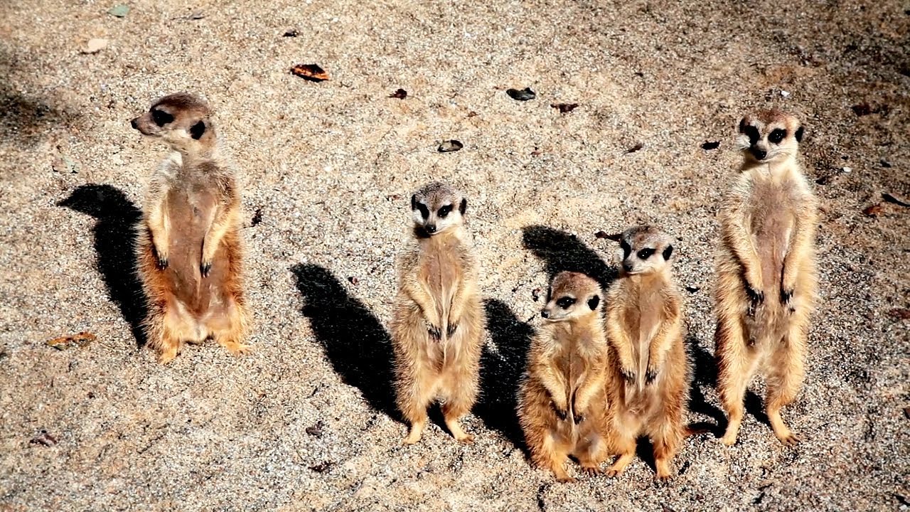 Mongoose - The nemesis of venomous snakes - YouTube