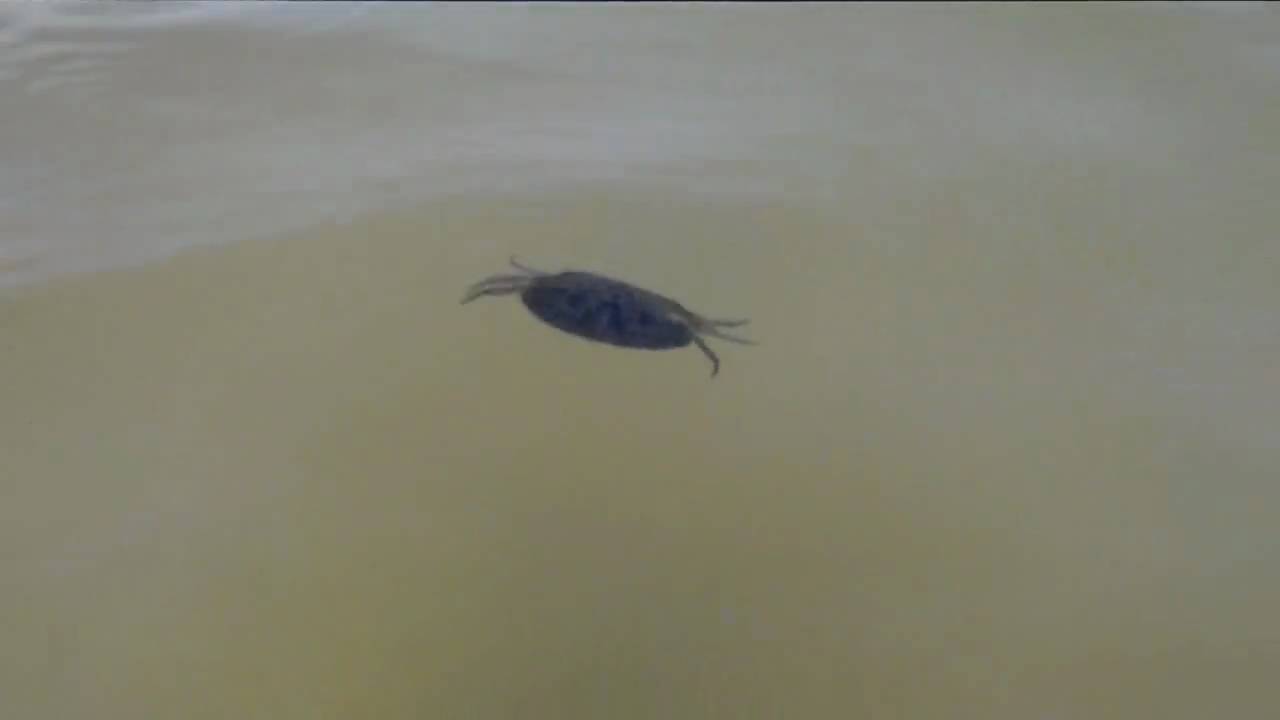 Crab Swimming in the Ocean at First Landing State Park - YouTube