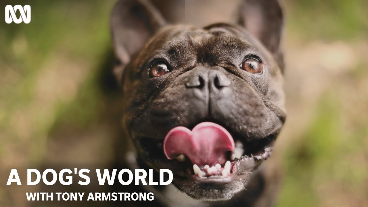 The power of puppy dog eyes | A Dog's World With Tony Armstrong - YouTube
