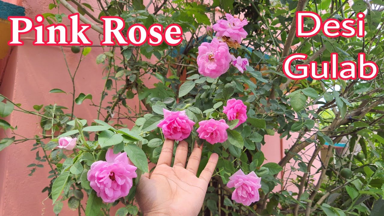 pink rose | desi gulab | bengal rose #pinkrose #desigulab #bengalrose # ...