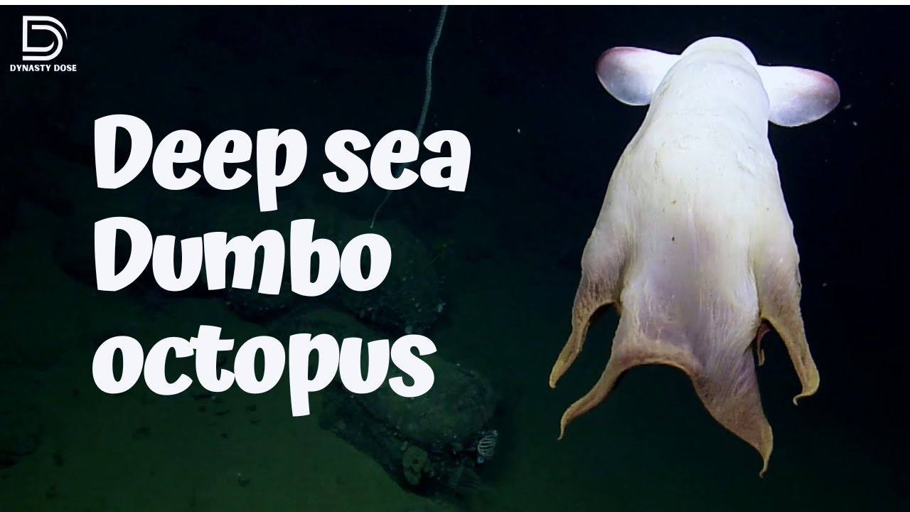 Deep sea Dumbo octopus - YouTube
