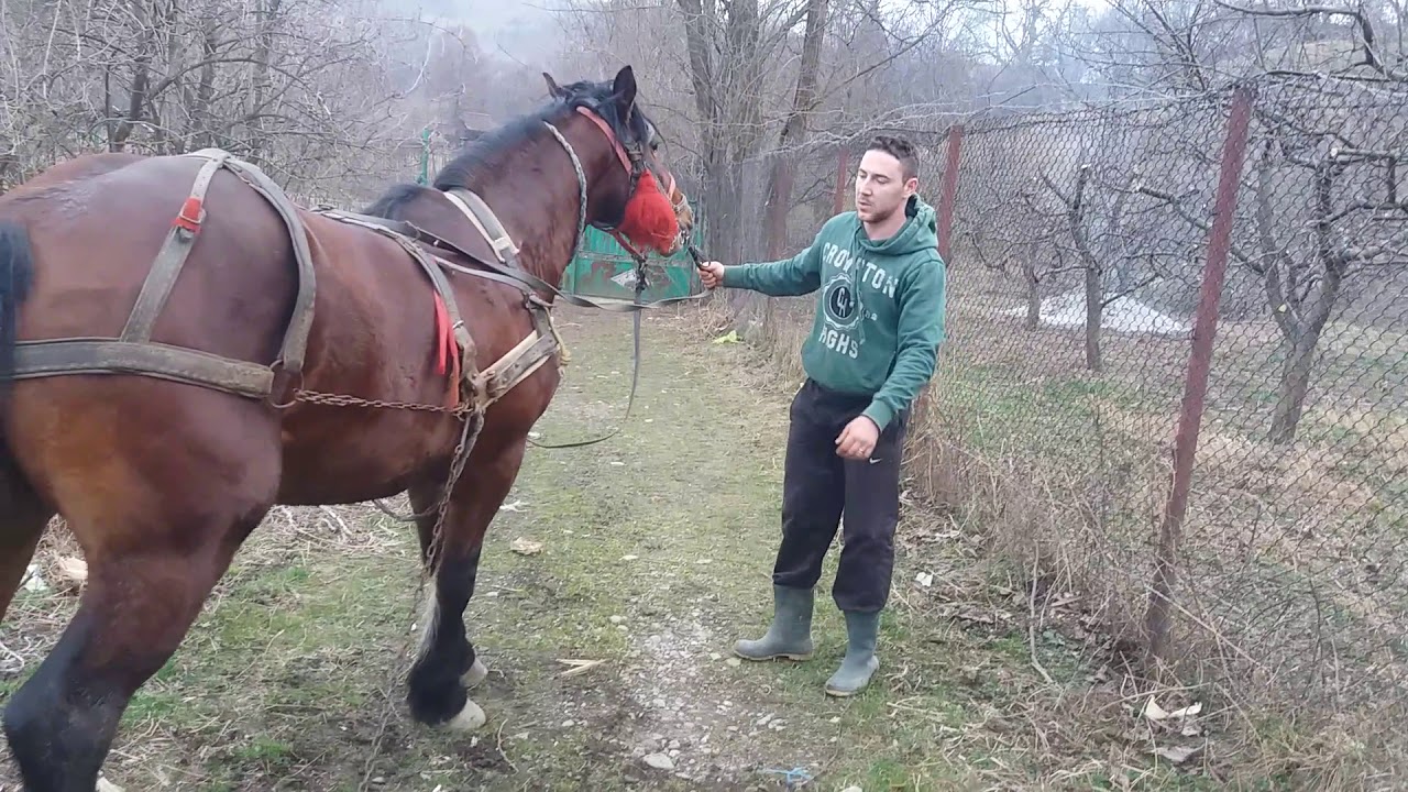 Proba cal De vânzare 0731391474 Valenii de Munte Jud prahova ! - YouTube