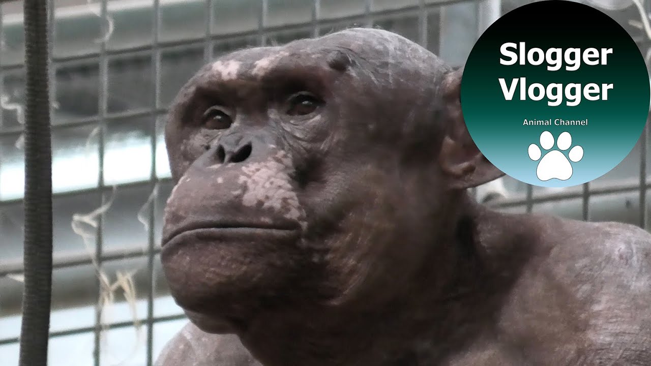 Close Up Jambo The Hairless Chimpanzee Youtube