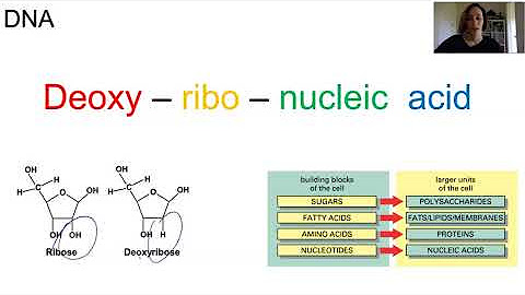 QCAA Biology Unit 4 (Topic 1) - Heredity and continuity of life (DNA ...