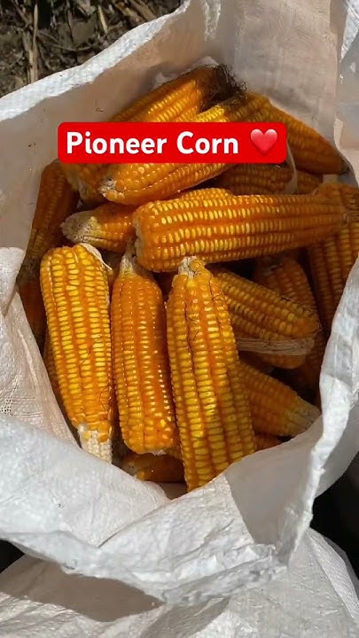 Pioneer corn ️ #pioneercorn #cornfarming #corn #cornharvest - YouTube