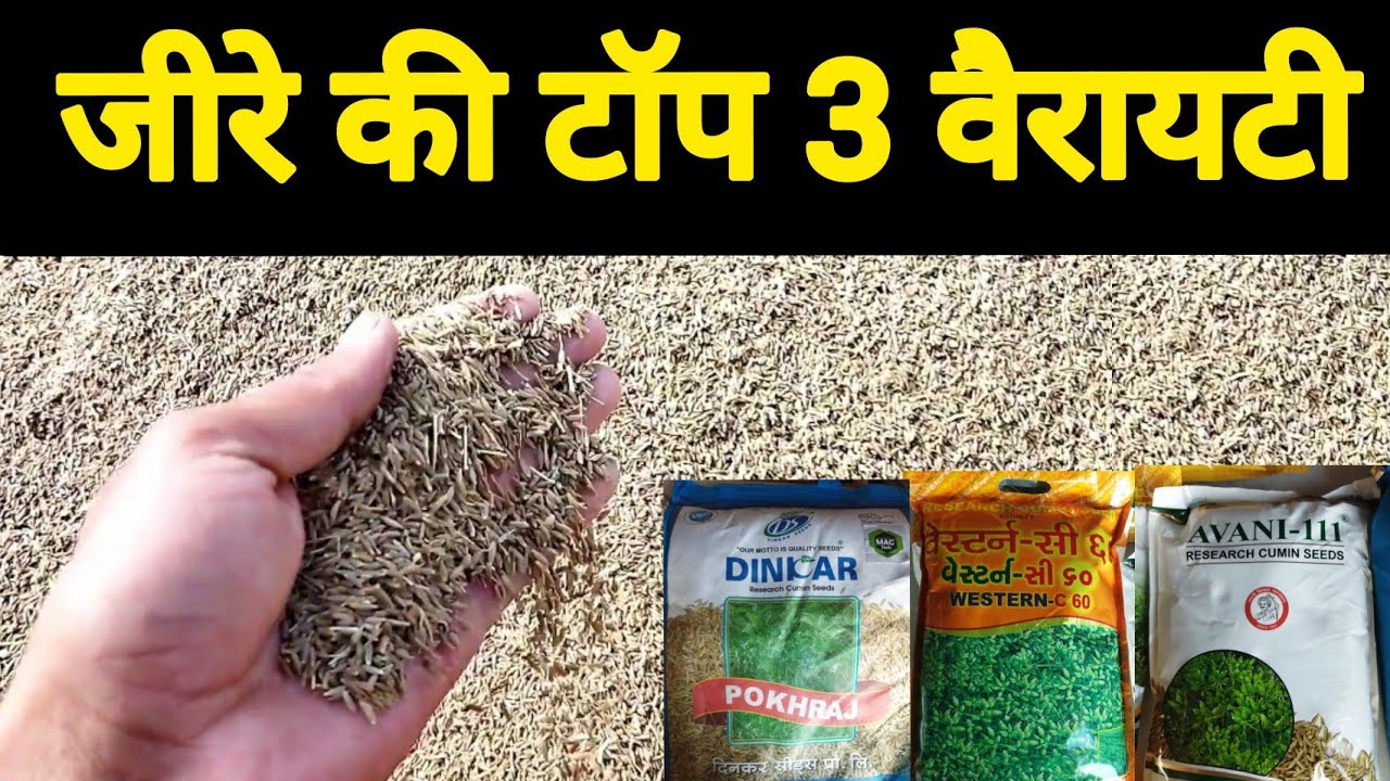 जीरे की टॉप 3 वैरायटी//Top 3 varieties of cumin//Top cumin seeds//जीरे ...