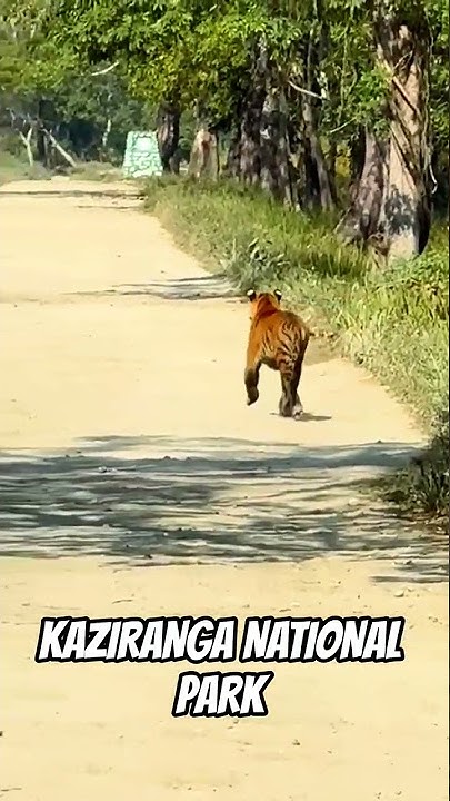 Kaziranga National Park | Tiger in Kaziranga National Park #shortvideo ...