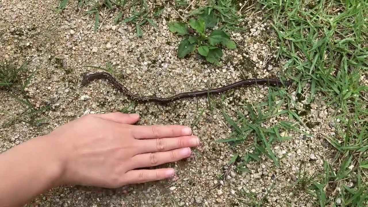 대왕 지렁이 구출 작전. _ Operation to Rescue the king earthworm. - YouTube