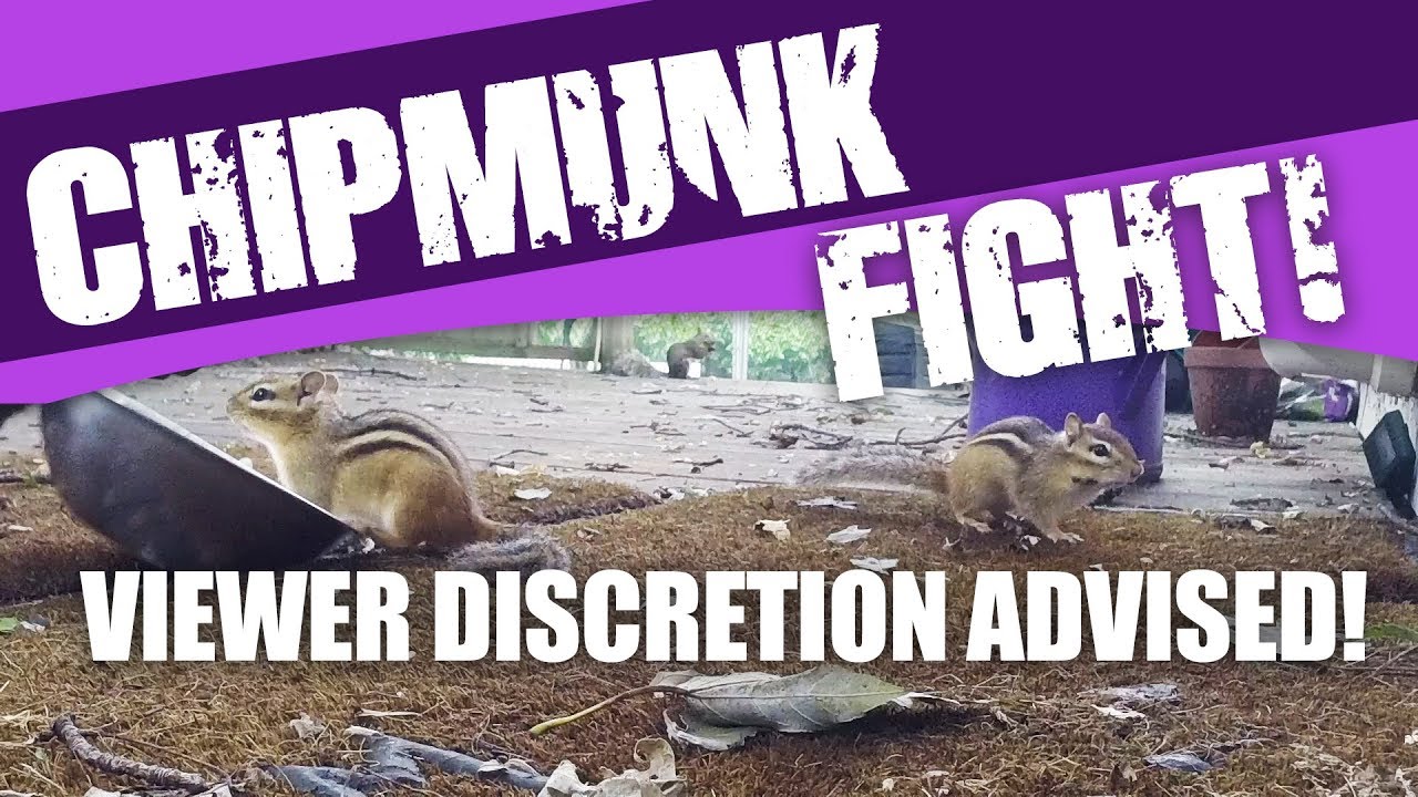 CHIPMUNK FIGHT!!! 🥊 Viewer Discretion Advised - The Adventures Of ...