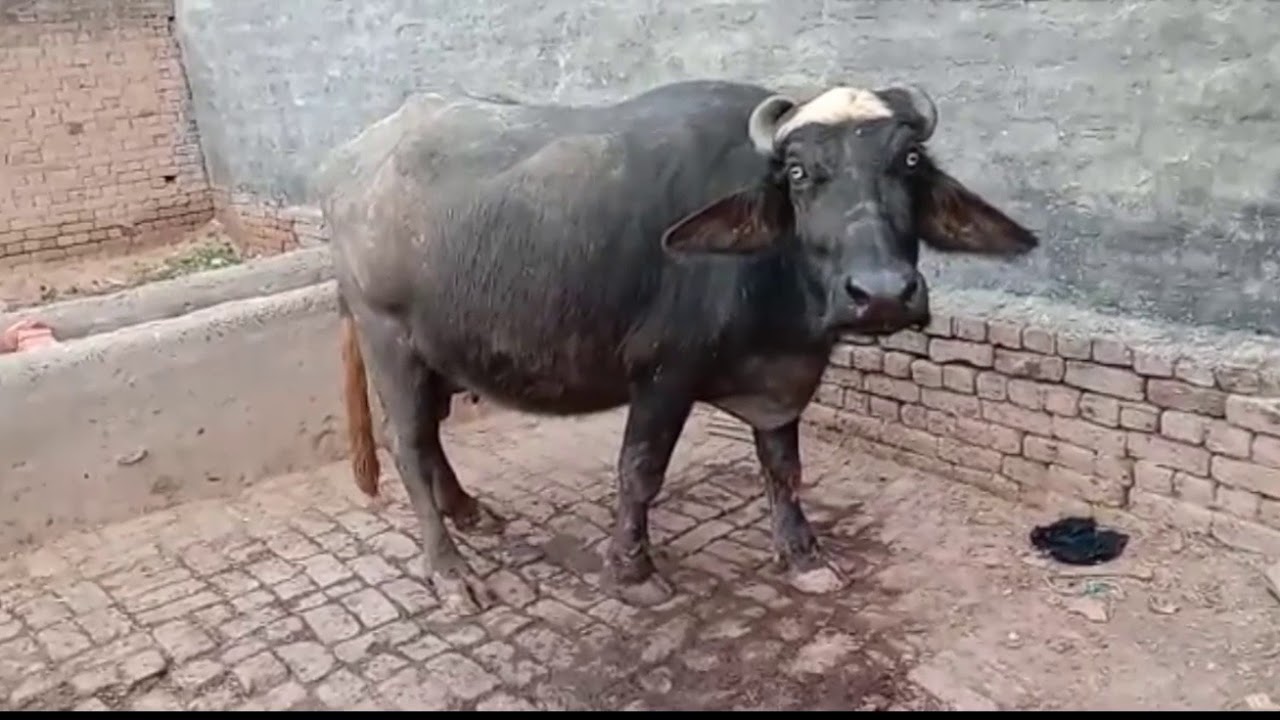 nili ravi buffalo and cross cow for sale in pakistan on youtube ...