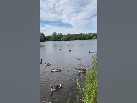 Ducky pond - YouTube
