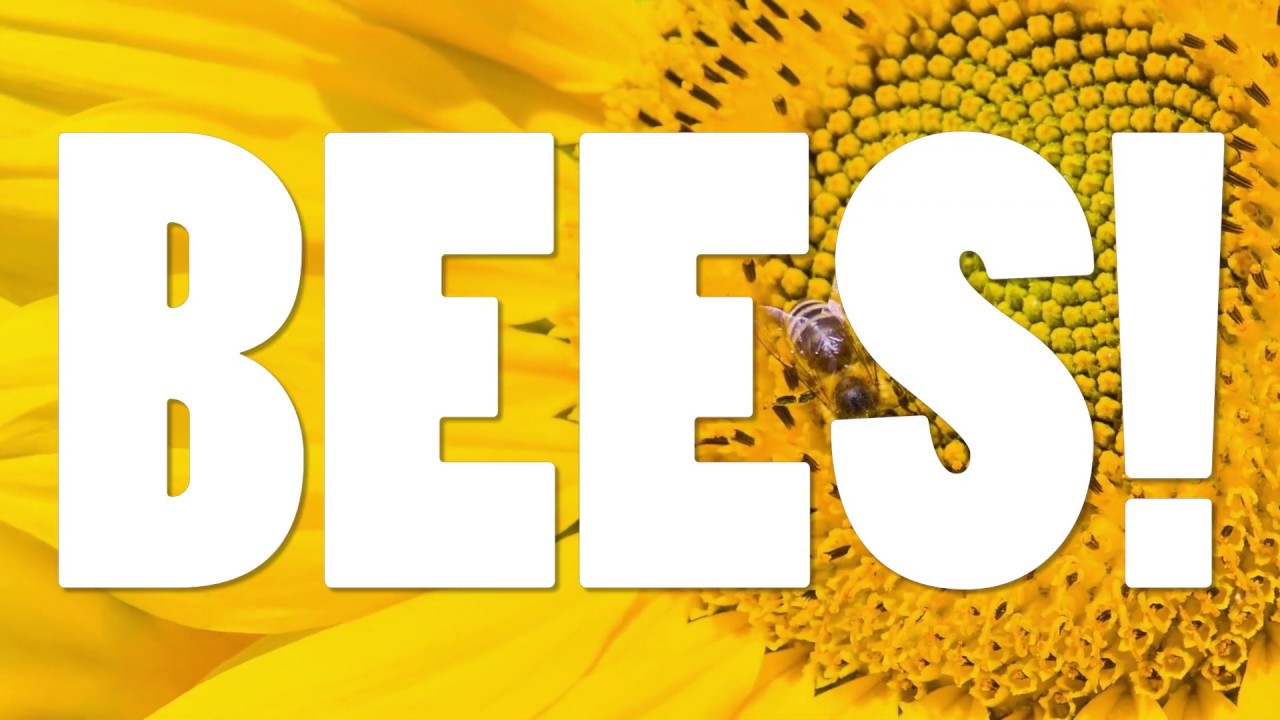 7 Un-BEE-lievable Bee Facts | Mission Unstoppable - YouTube