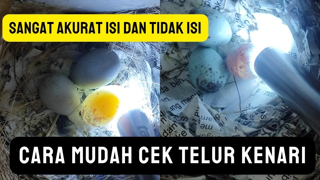 TUTORIAL CARA CEK TELUR KENARI ISI ATAU ZONK PALING MUDAH ‼️ - YouTube